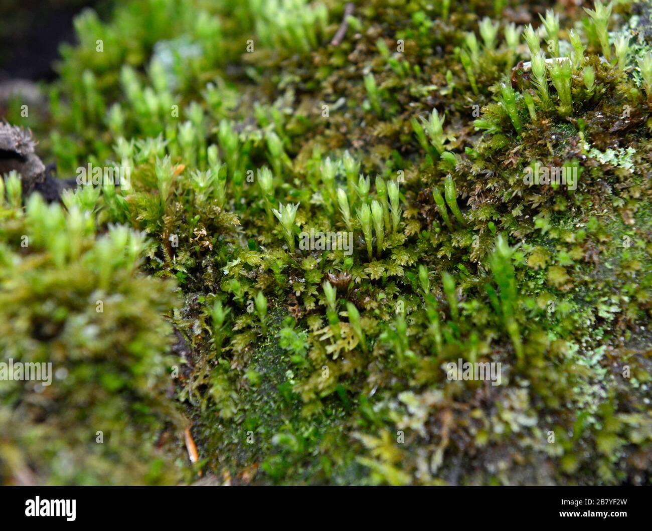 Moss grows in a wood near Minehead, Somerset, UK Stock Photo - Alamy