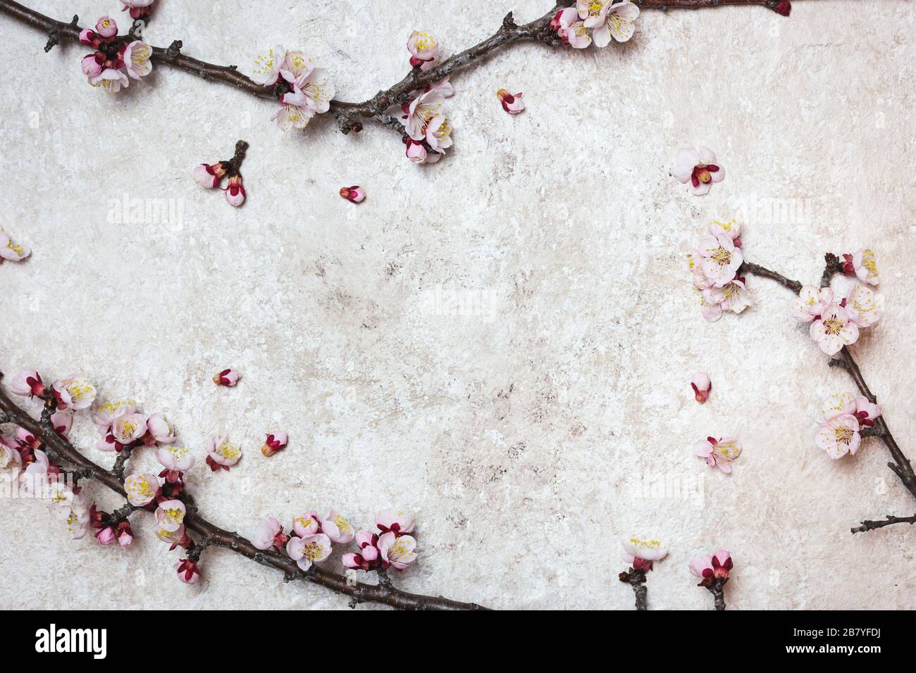Border with beautiful spring blossoming branches on light textured ...