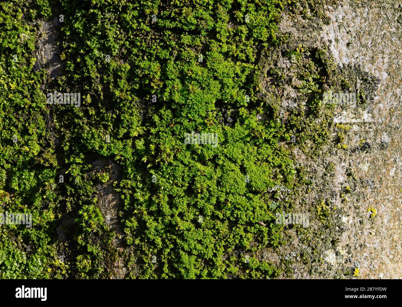 Clifton moss hi-res stock photography and images - Alamy