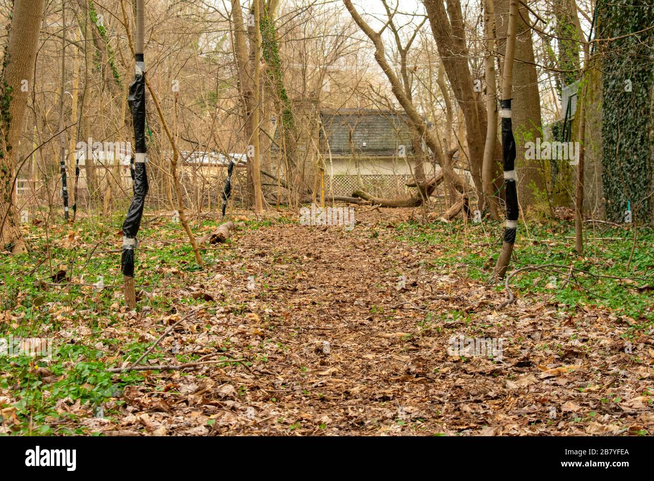 A Brown Path in a Forest With Sticks On Each Side Stock Photo - Alamy