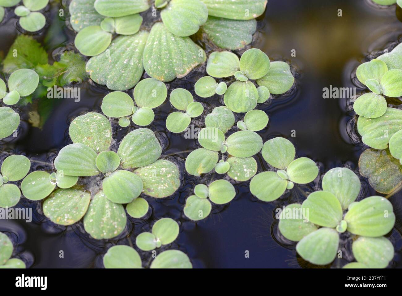 Water lettuce, Pistia stratiotes, also known as water cabbage, in an ...