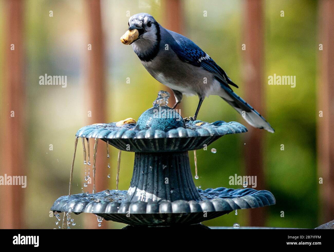 Bird on a fountain hi-res stock photography and images - Alamy