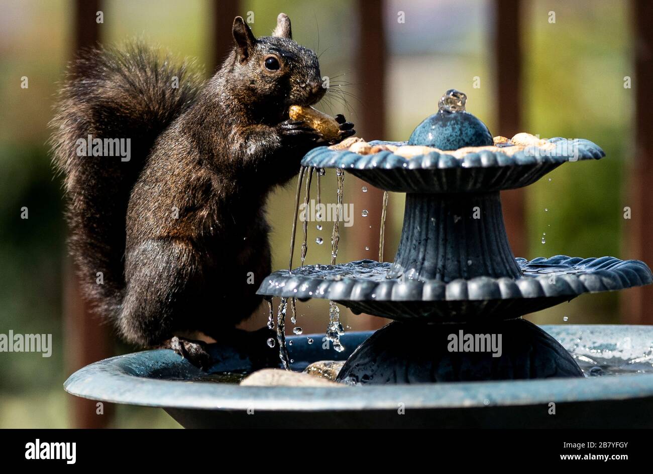 Squirrel on the fountain Stock Photo - Alamy