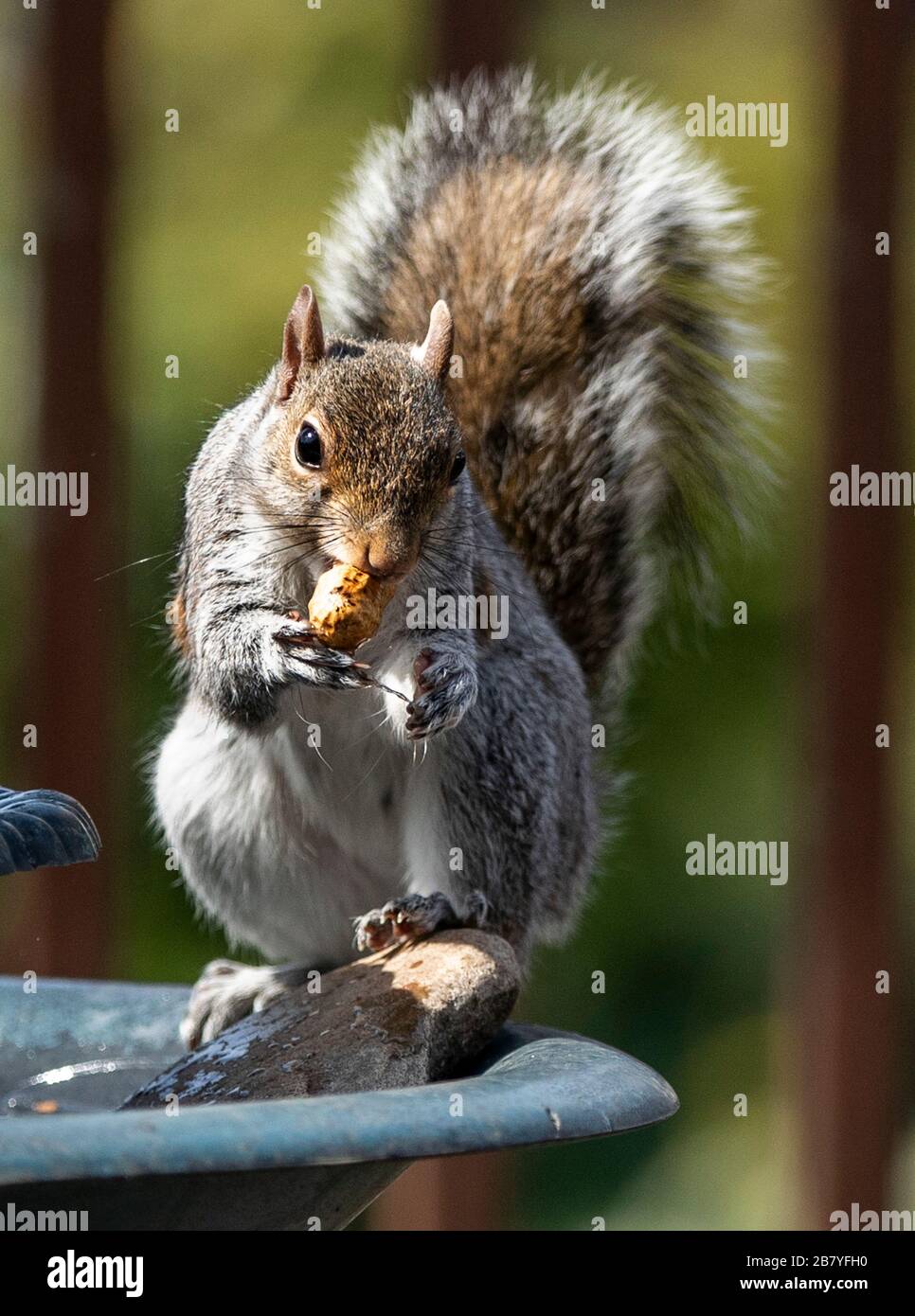 Nibbler hi-res stock photography and images - Alamy
