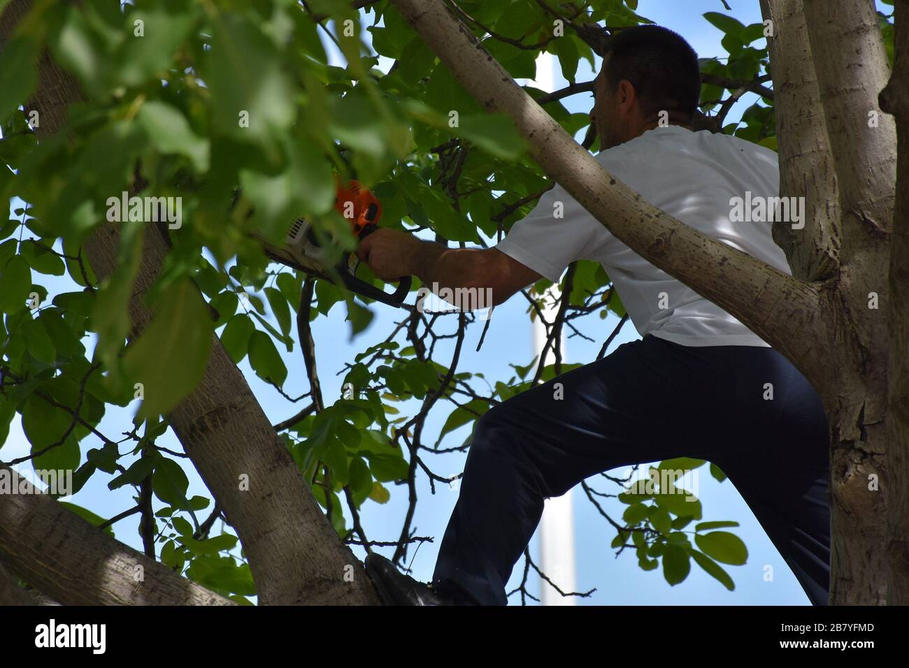 Branches of the tree hi-res stock photography and images - Alamy