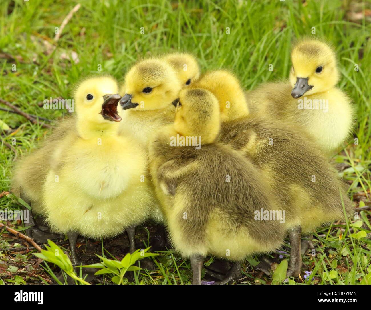 Best baby goose hi-res stock photography and images - Alamy