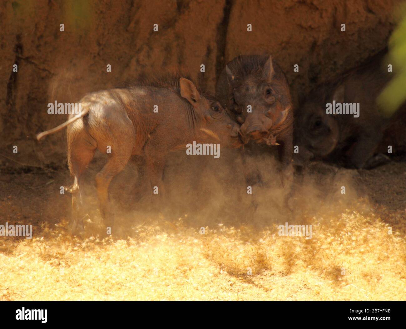 Warthog baby hi-res stock photography and images - Alamy
