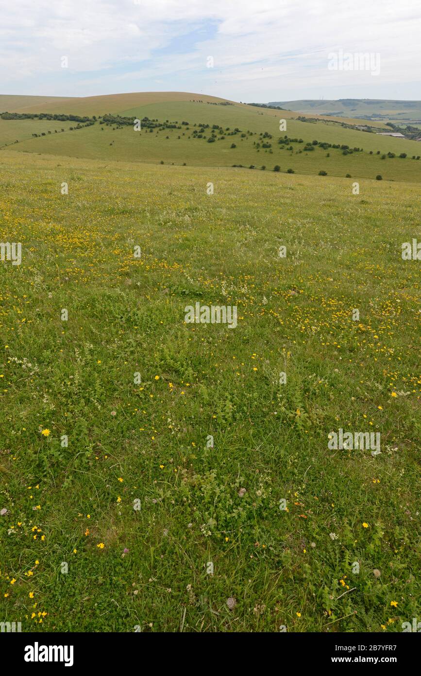 Prolific display of wild flowers on the lowland chalk hills of Lewes ...