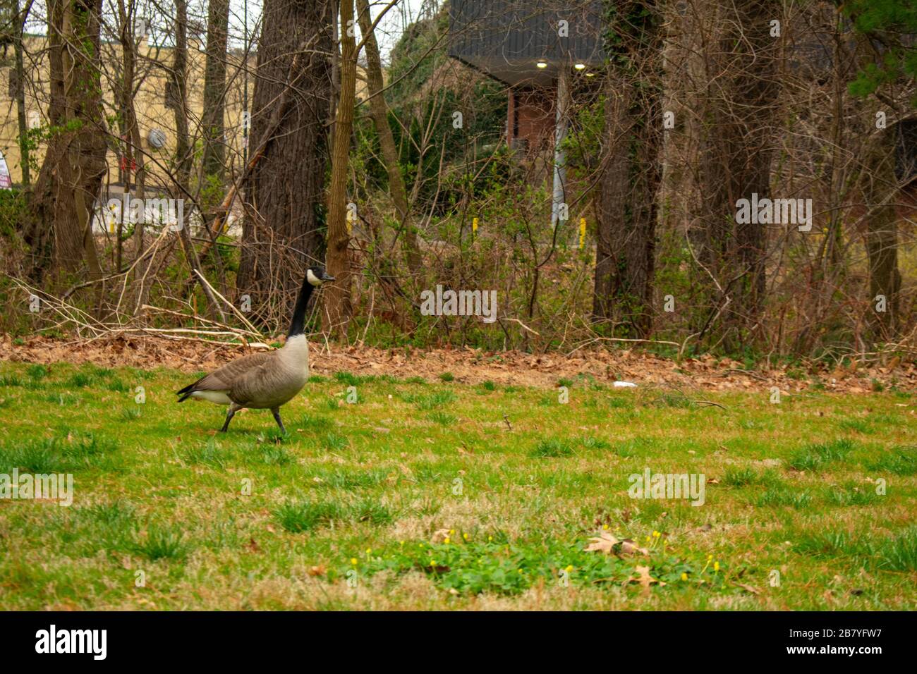 A Goose in a Field With Trees in the Background Stock Photo - Alamy