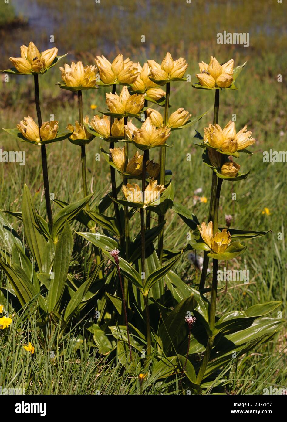 Plants gentiana hi-res stock photography and images - Alamy