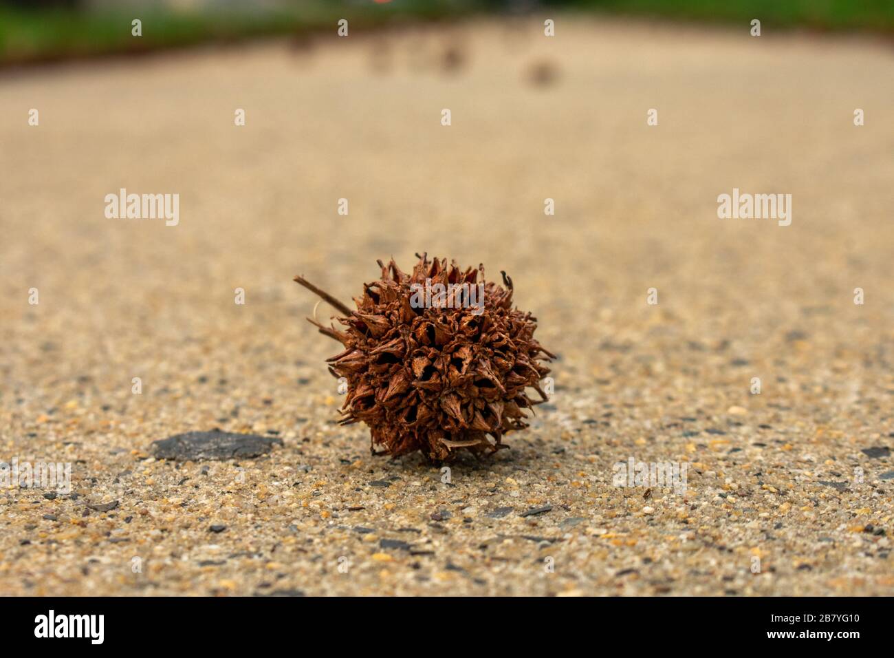 A Tiny Brown Spike Ball in the Middle of a Sidewalk Full of Other Tiny ...