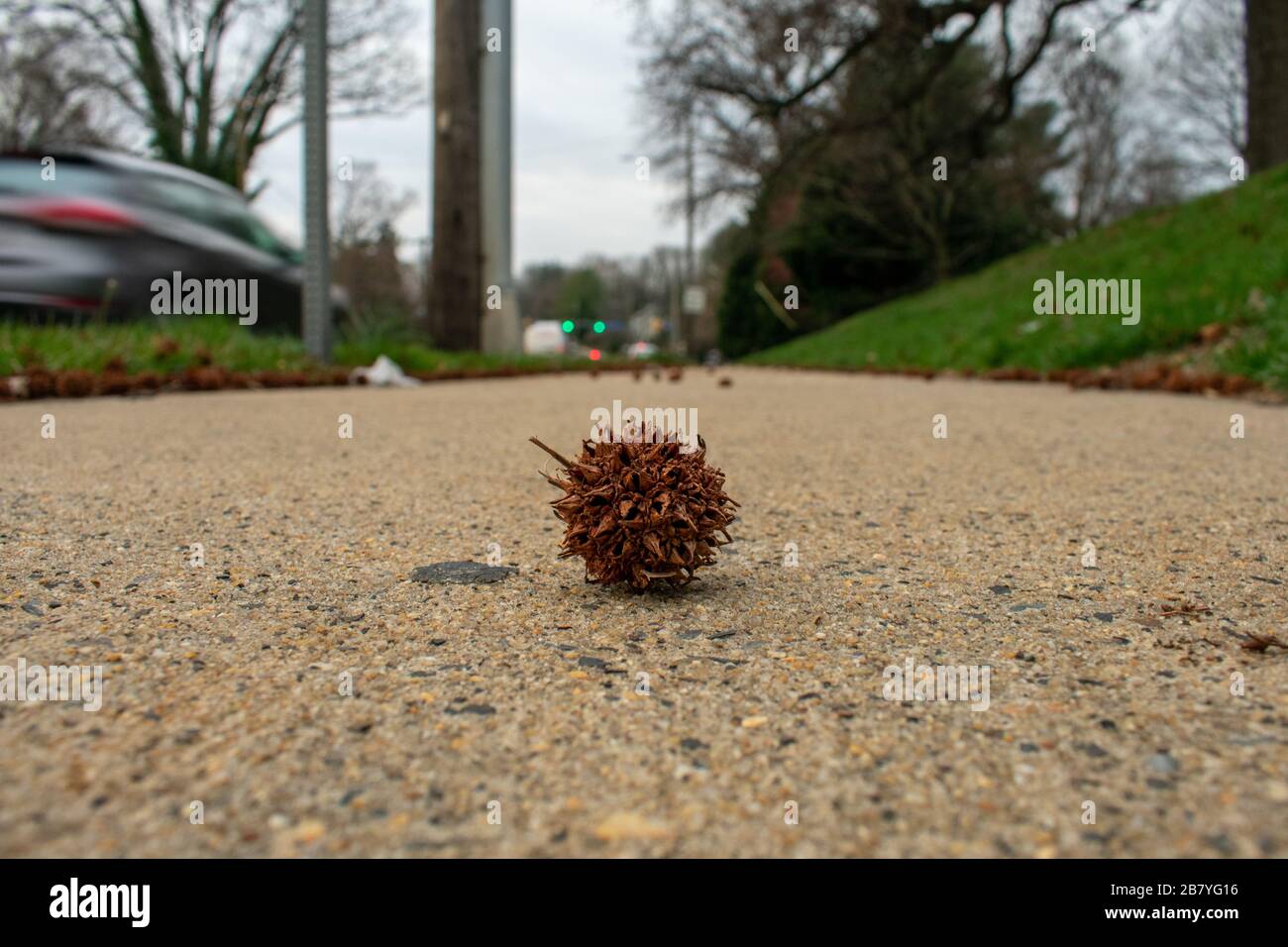 A Tiny Brown Spike Ball in the Middle of a Sidewalk Full of Other Tiny ...