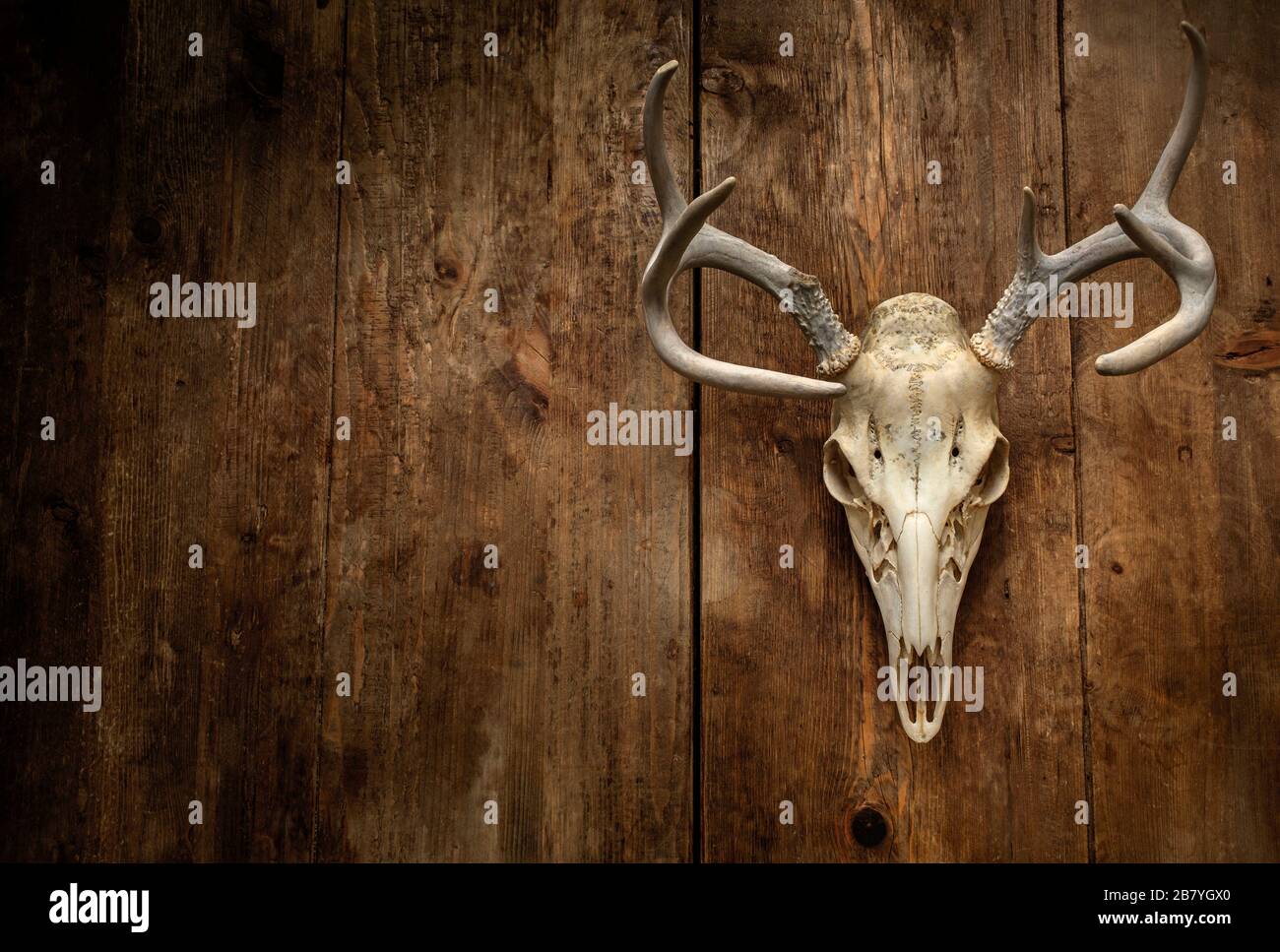 Deer skull with antlers Stock Photo - Alamy