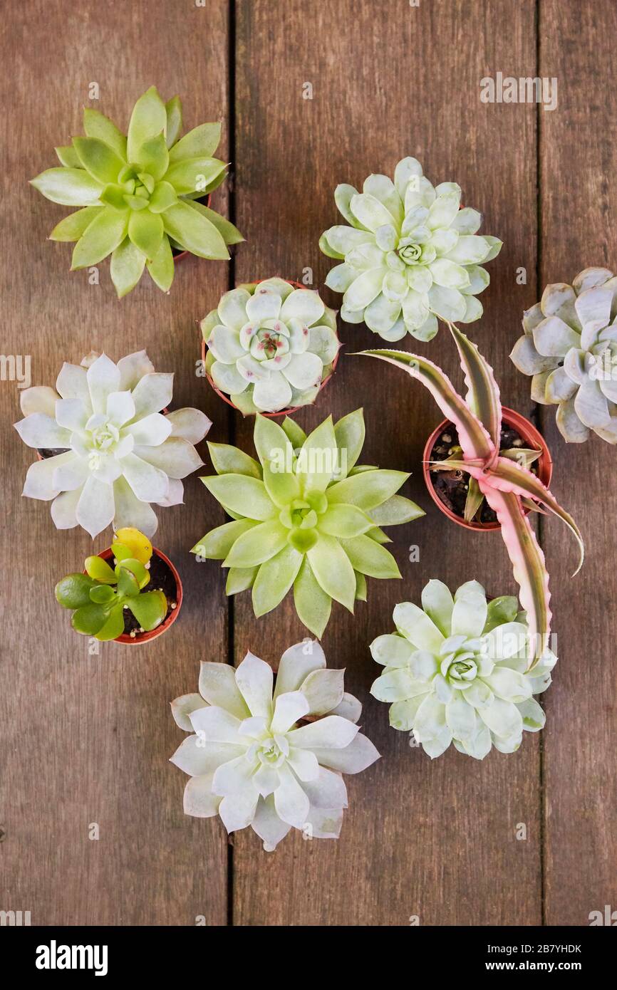 Succulents in pots hi-res stock photography and images - Alamy