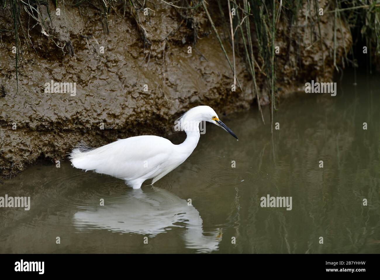 Snowy Egret, aka Egretta thula Stock Photo - Alamy