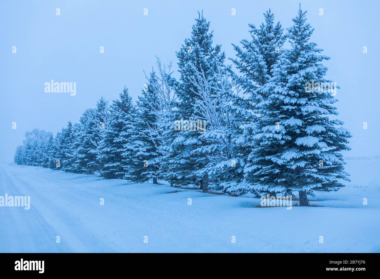 Pine trees in snow Stock Photo - Alamy