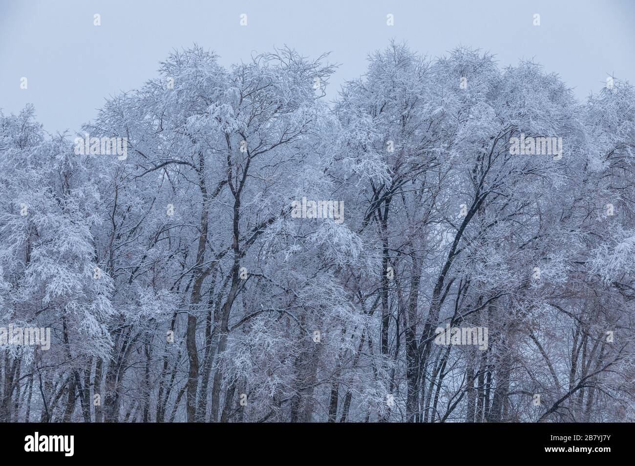 Snow on trees Stock Photo - Alamy