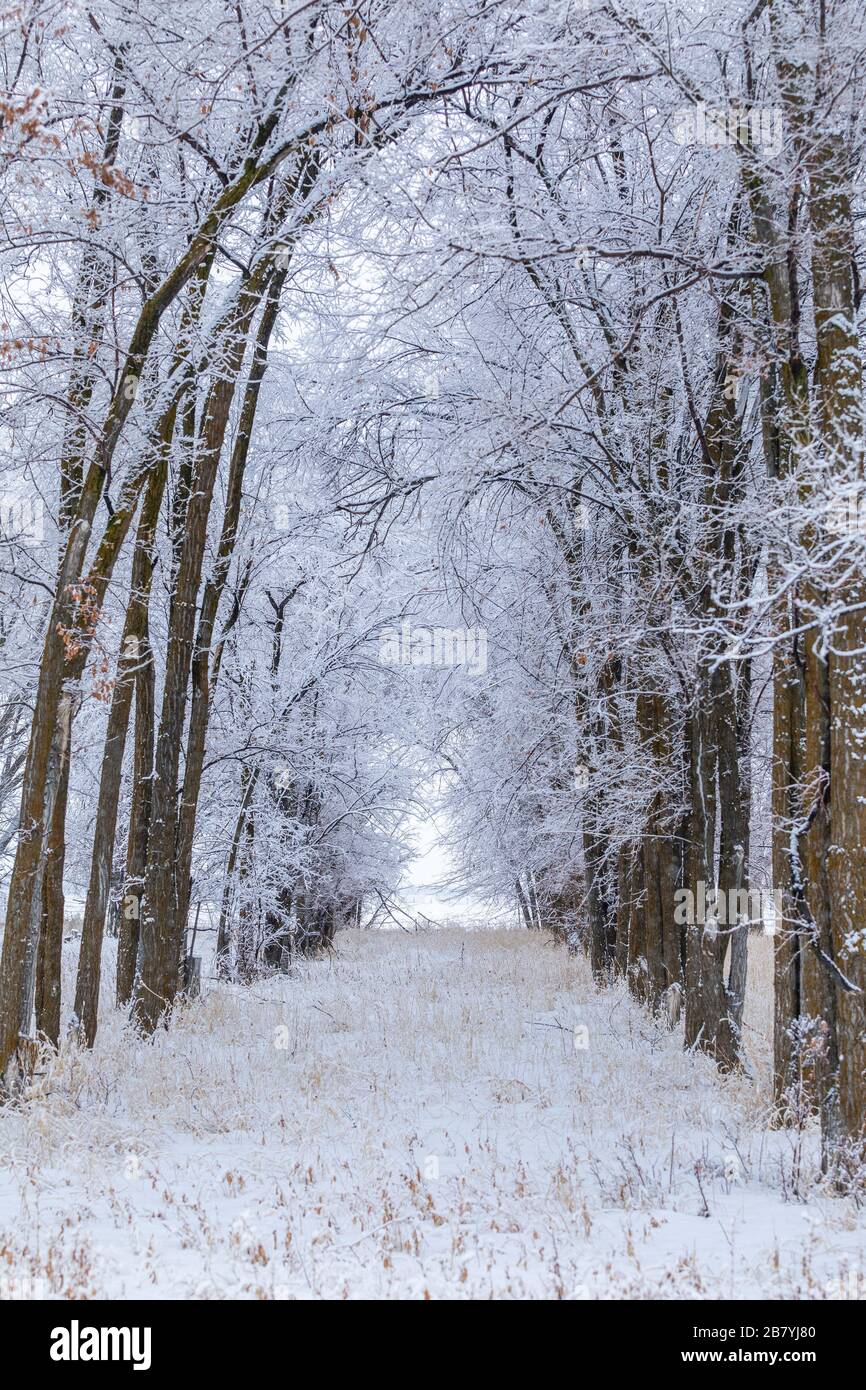 Snow on trees Stock Photo - Alamy