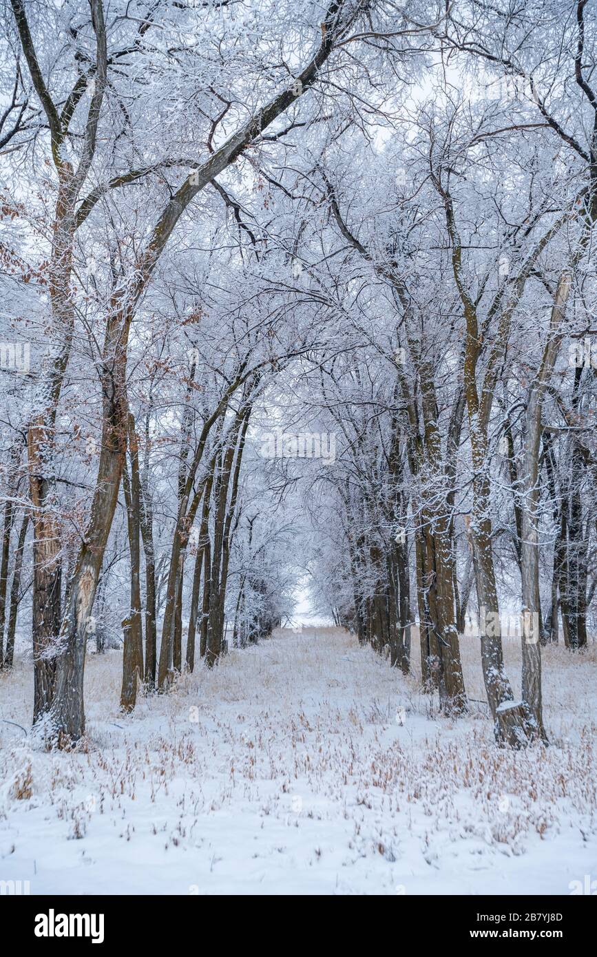 Snow on trees Stock Photo - Alamy