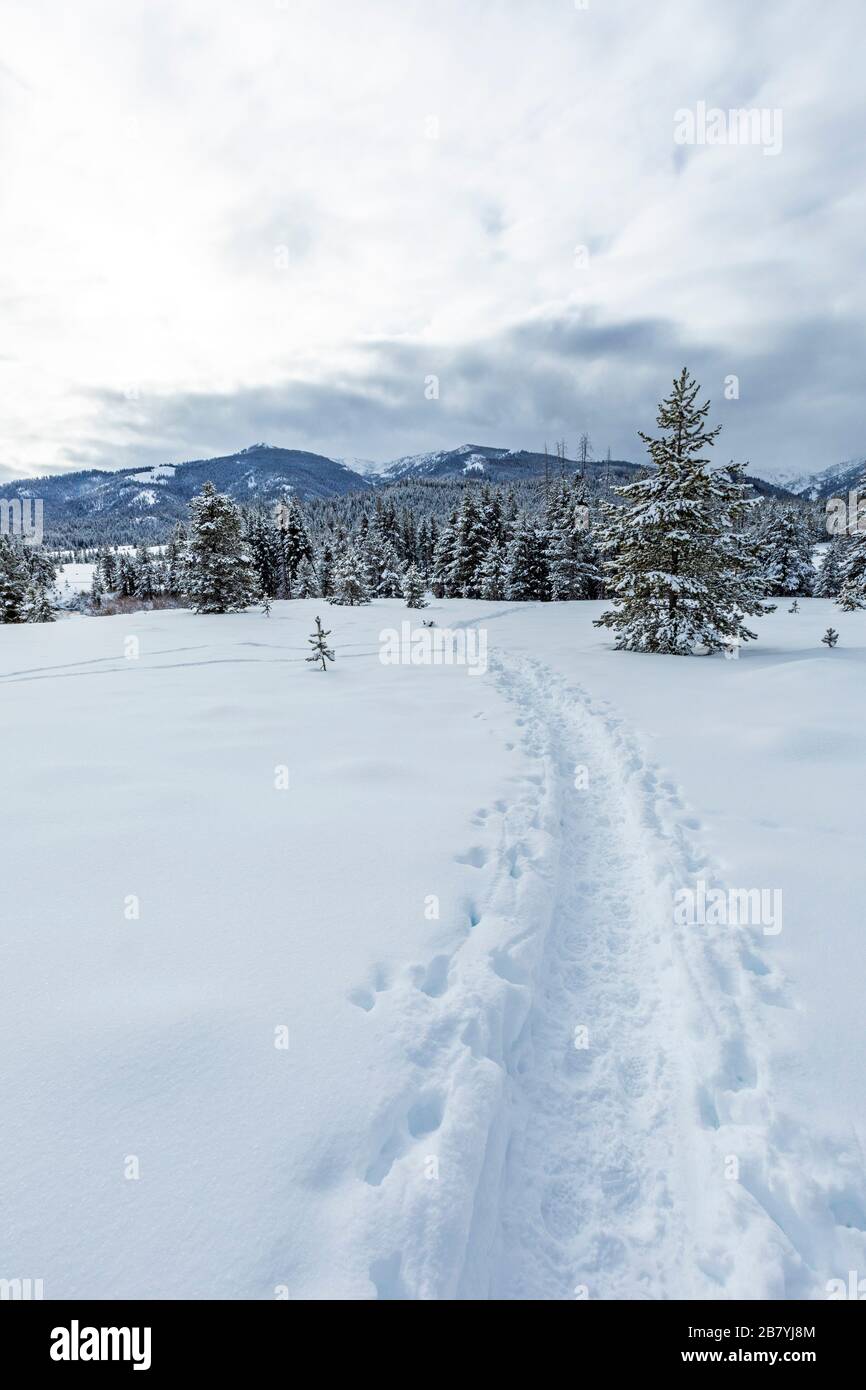 Tracks in snow Stock Photo - Alamy