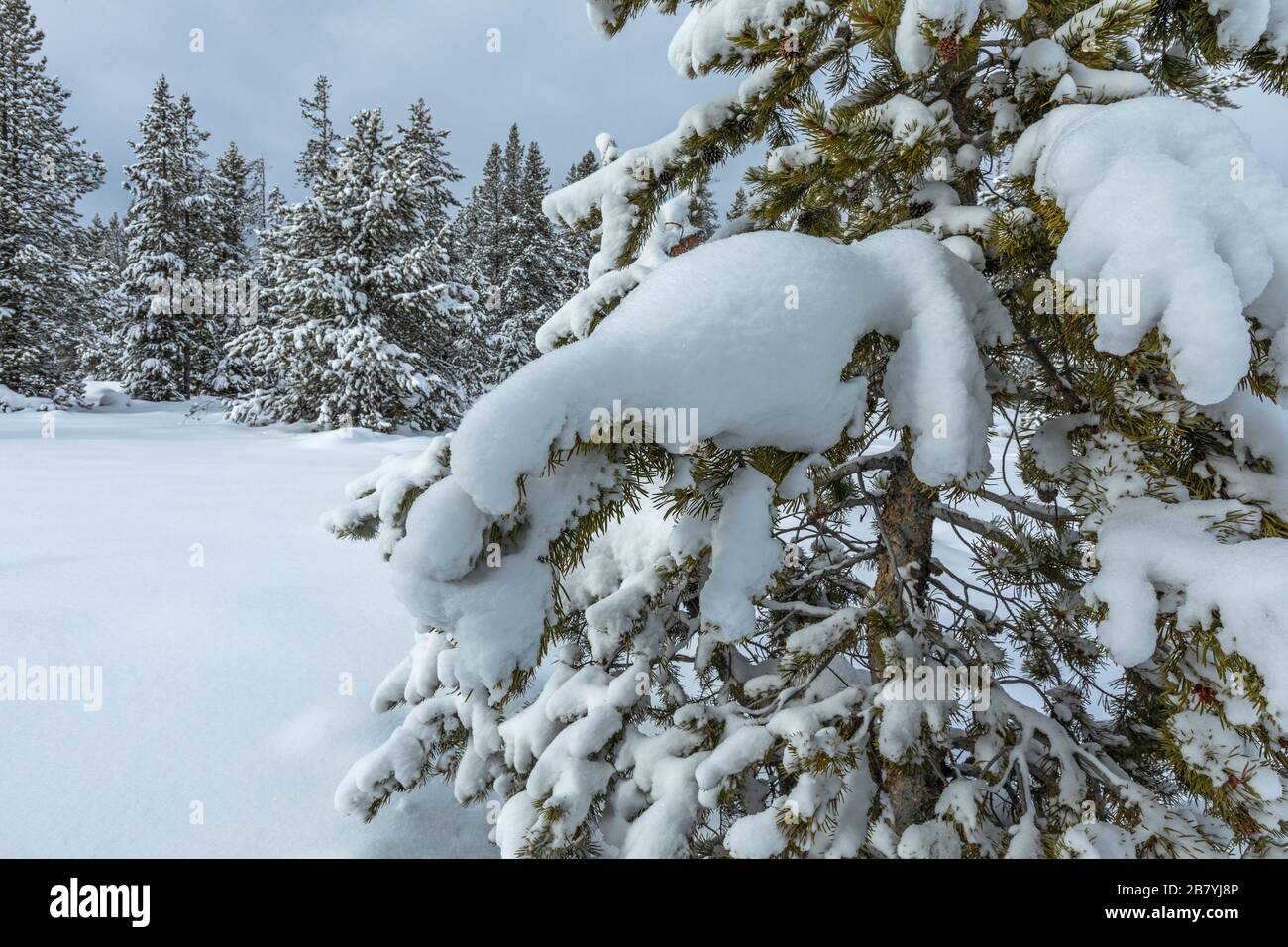 Snow on pine tree Stock Photo - Alamy