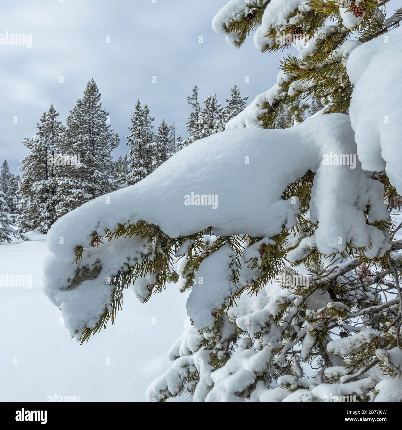 Snow on pine tree Stock Photo - Alamy