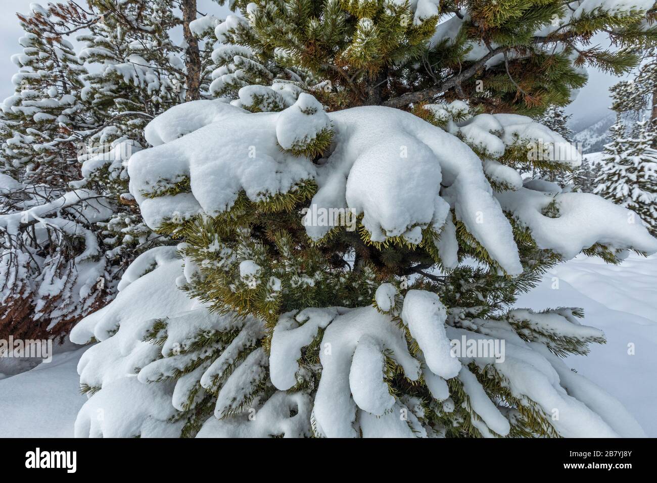 Snow on pine tree Stock Photo - Alamy