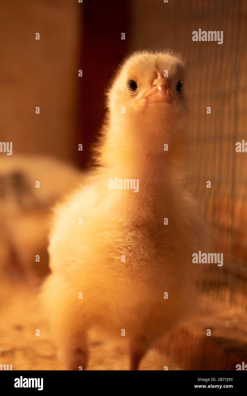 Baby chick farm hi-res stock photography and images - Alamy