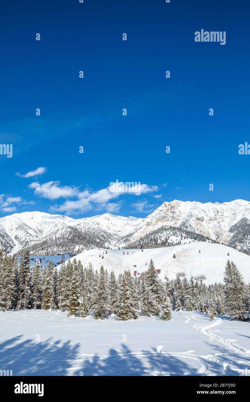 Pine trees and snowy mountain in Sun Valley, Idaho Stock Photo - Alamy