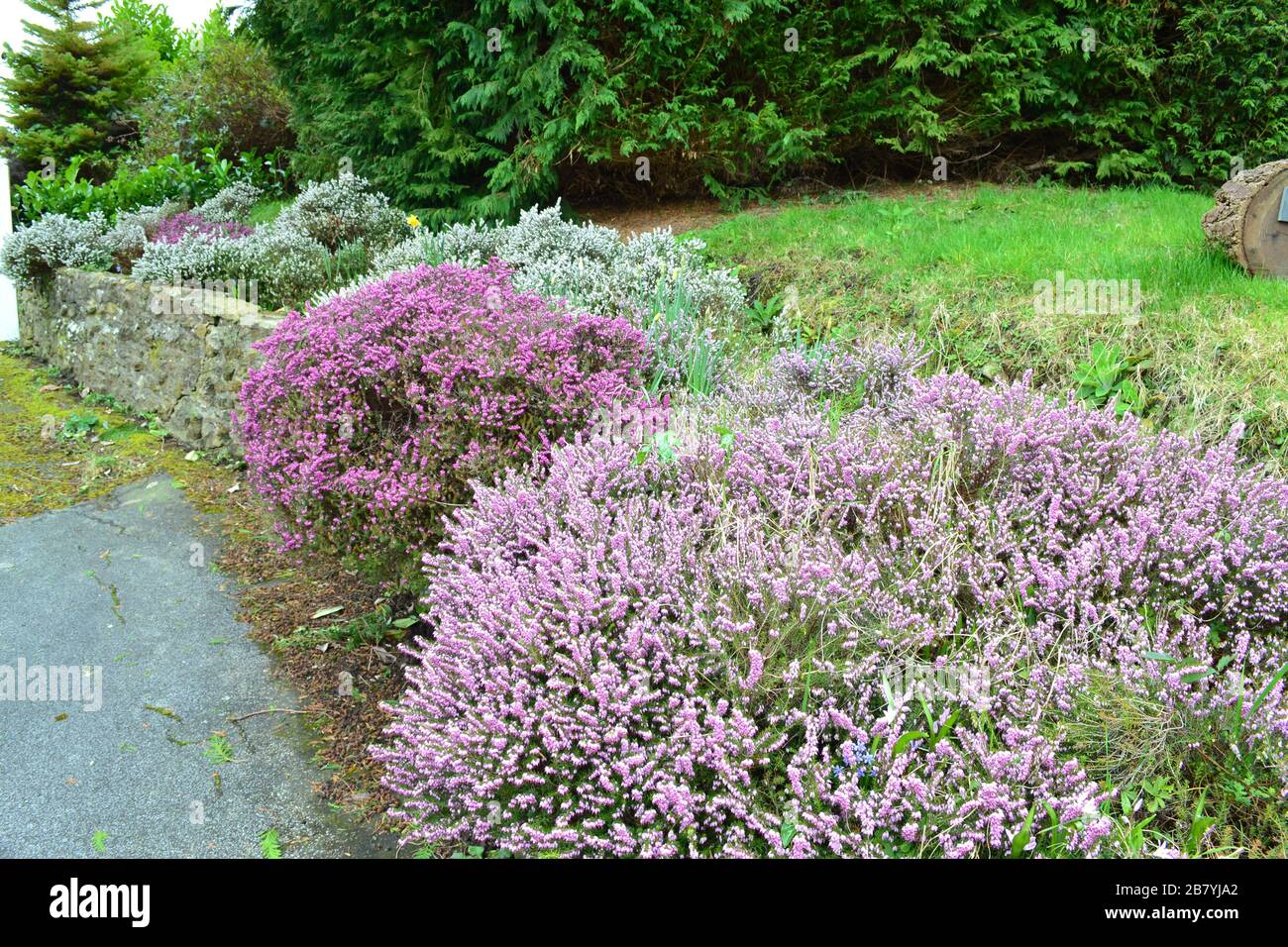 Heather at French Street Farm near Chartwell, home of Winston Churchill ...