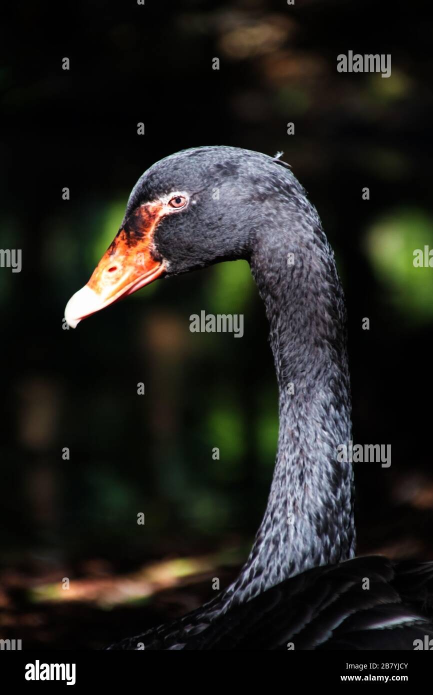 Australian Black Swan from Wildlife Habitat Port Douglas in Queensland ...