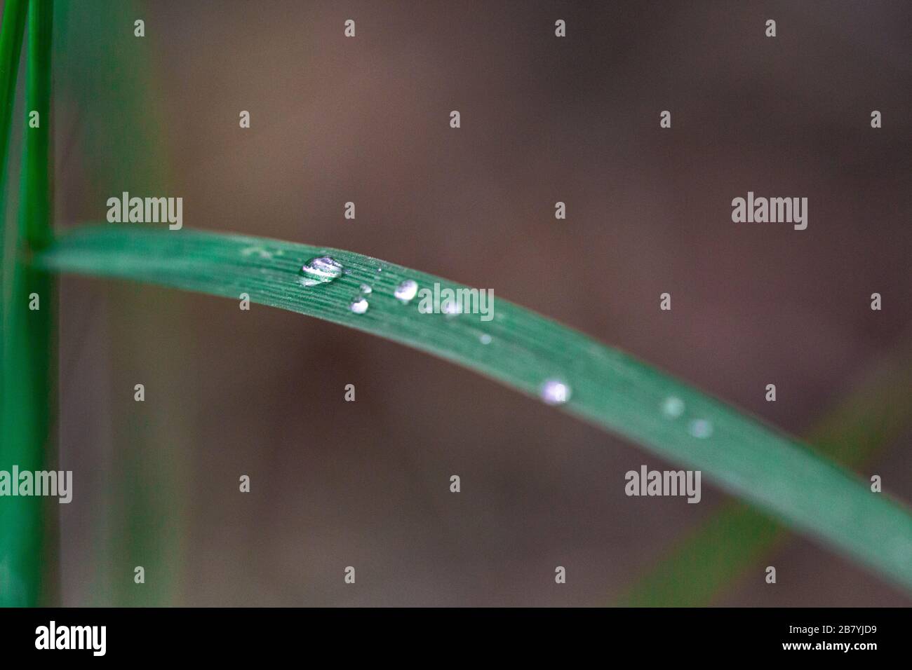 A drop of dew lies on the green grass. Background, summer Stock Photo ...