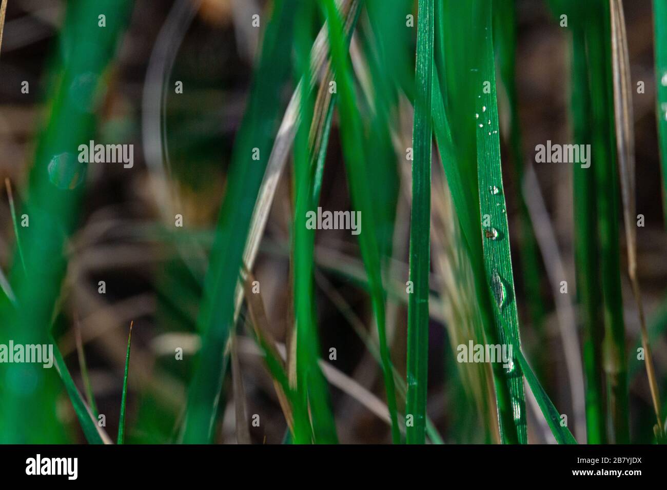 A drop of dew lies on the green grass. Background, summer Stock Photo ...