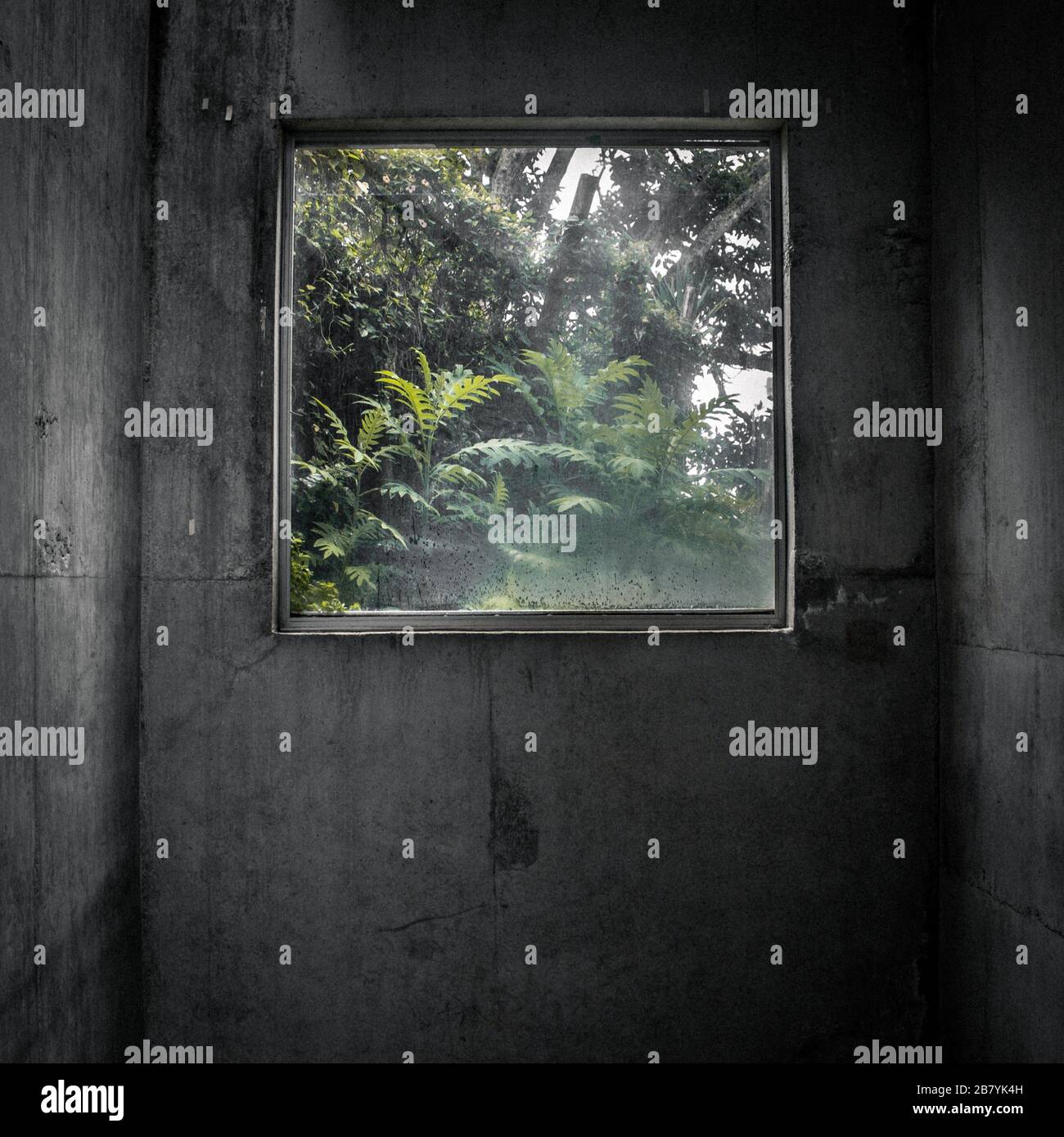 plants, life and nature behind a window of a dark place Stock Photo - Alamy