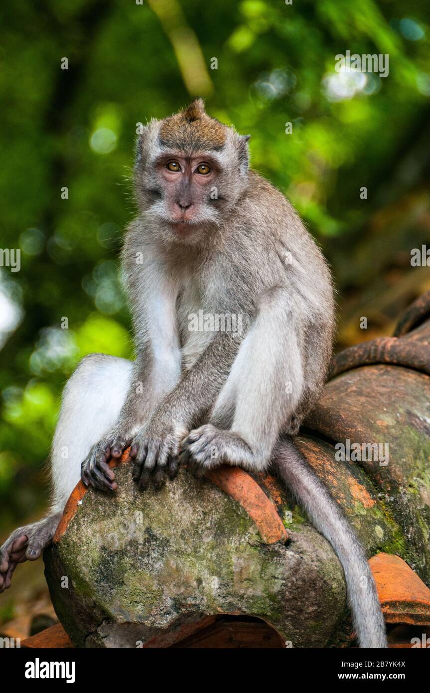 Balinese Long Tailed Macaque High Resolution Stock Photography and ...