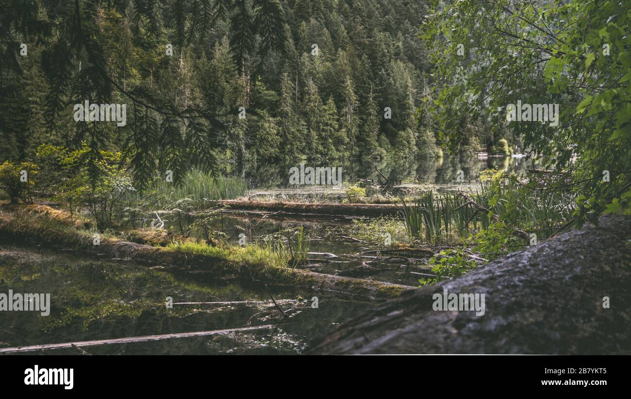 Beautiful rain forests and beaches on Vancouver Island in British ...