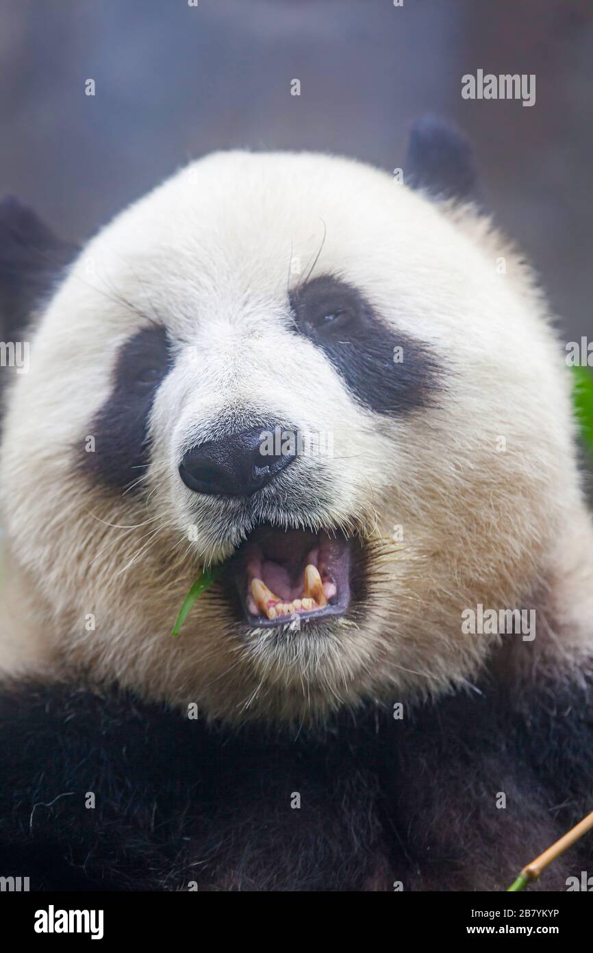 The Giant Panda, Ailuropoda melanoleuca, is a bear native to central ...