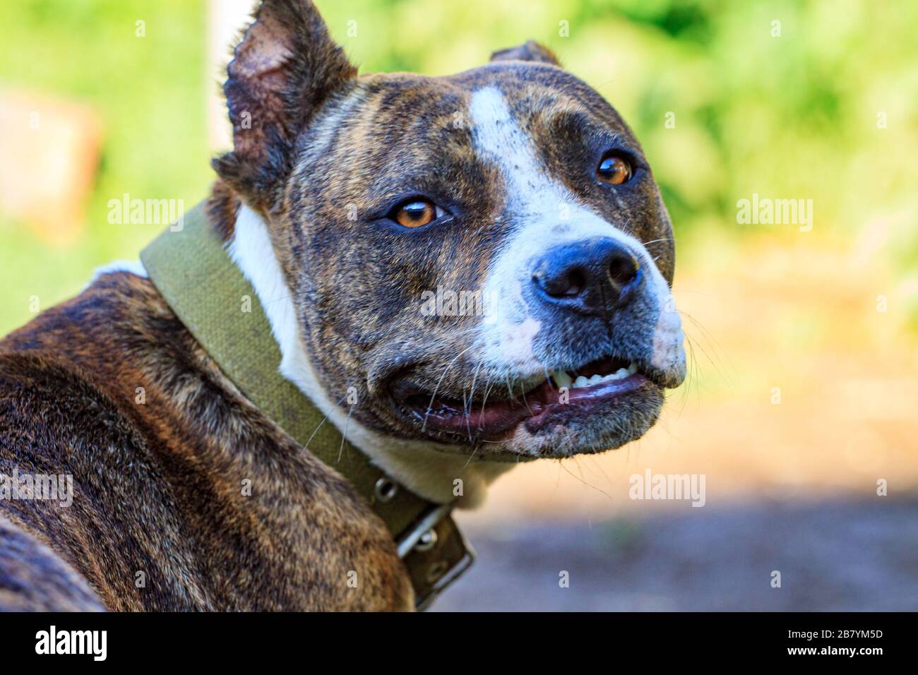 Muzzle of a large evil guard dog with large teeth close-up. The open ...