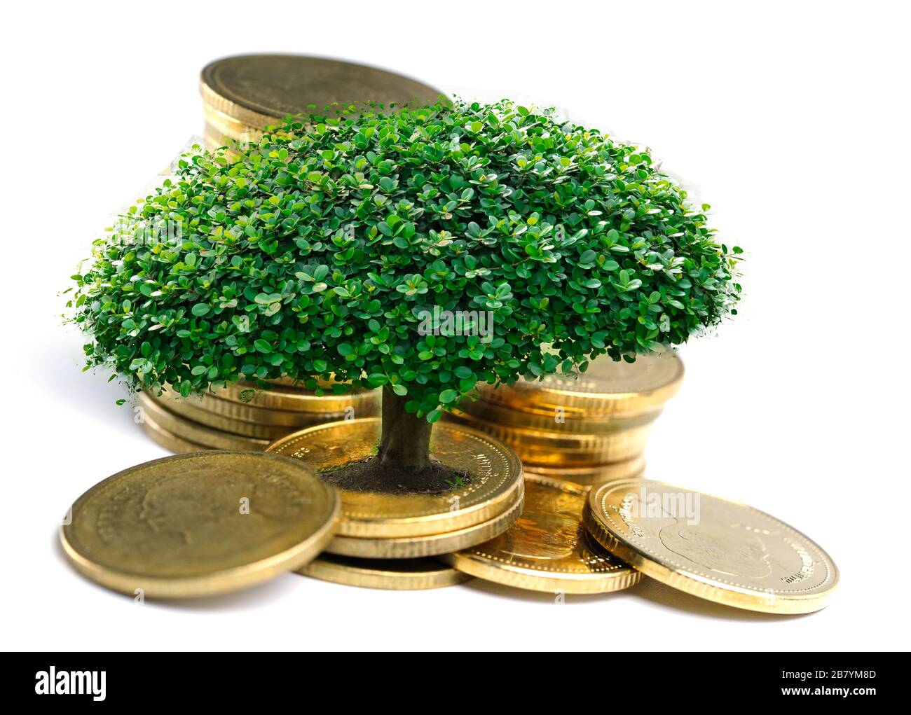 Save money tree growing on coins : Business finance investment concept ...