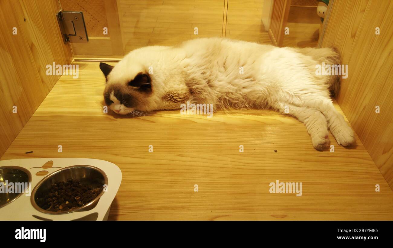 Shenzhen, China: rare cat shop, a cat sales price in more than 10,000 ...