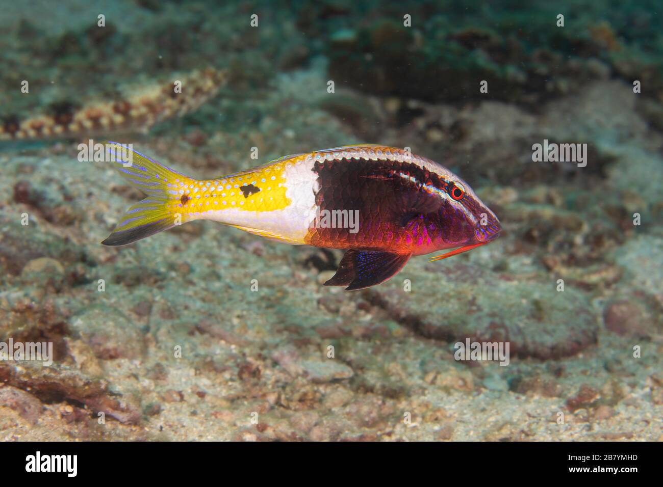 The bicolor goatfish, Parupeneus barberinoides, is also known as the ...