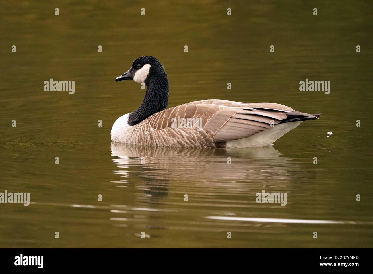 Canada Geese in marsh in spring Stock Photo - Alamy