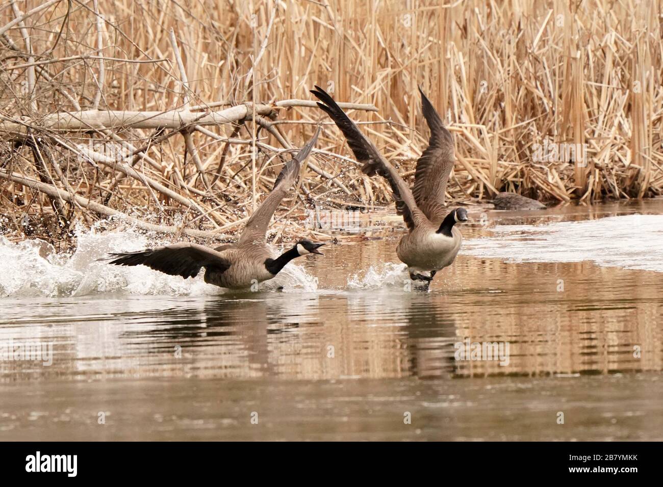 Angry flapping and fighting hi-res stock photography and images - Alamy