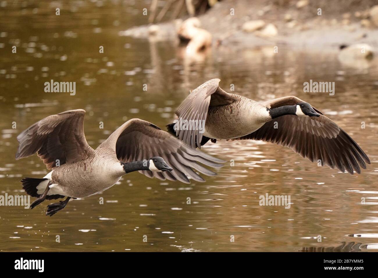 Life Cycle Of Canada Geese High Resolution Stock Photography and Images ...