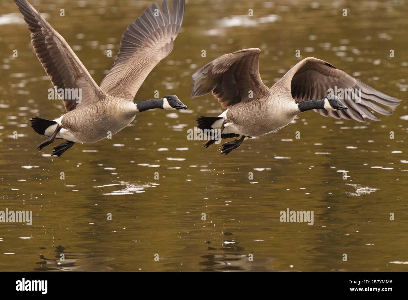 Survival of chicks to adulthood hi-res stock photography and images - Alamy