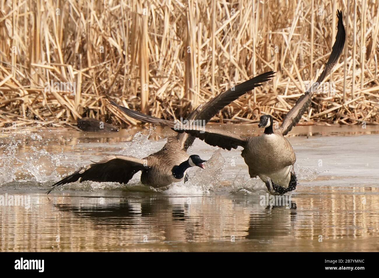 Dead canada geese hi-res stock photography and images - Alamy