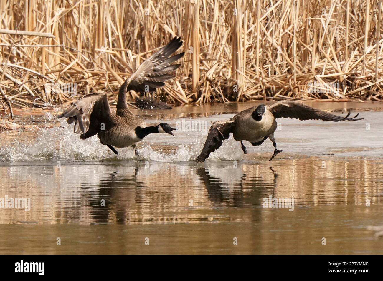Angry loud honking hi-res stock photography and images - Alamy