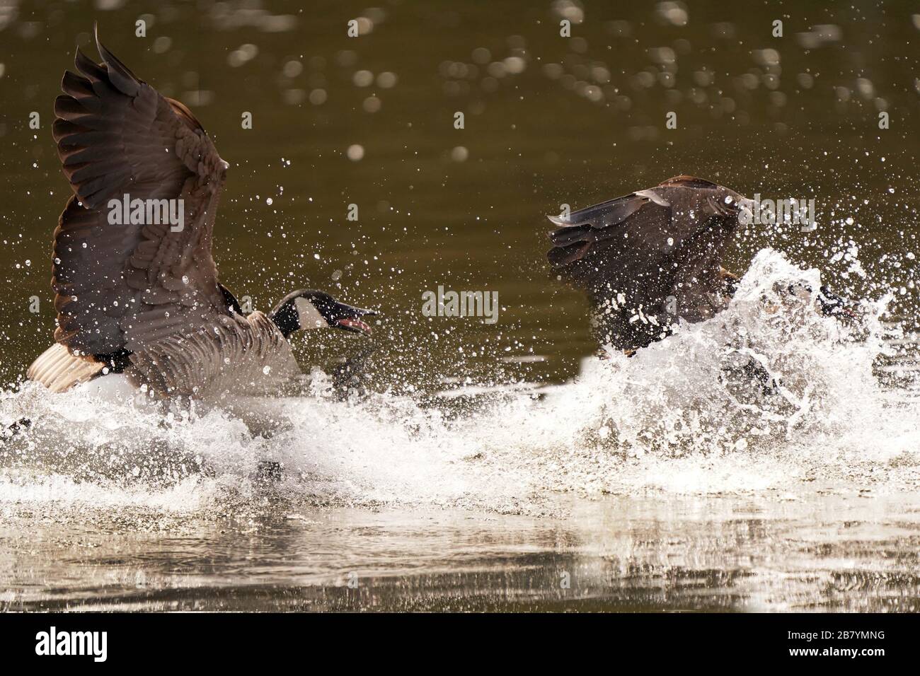 Angry loud honking hi-res stock photography and images - Alamy