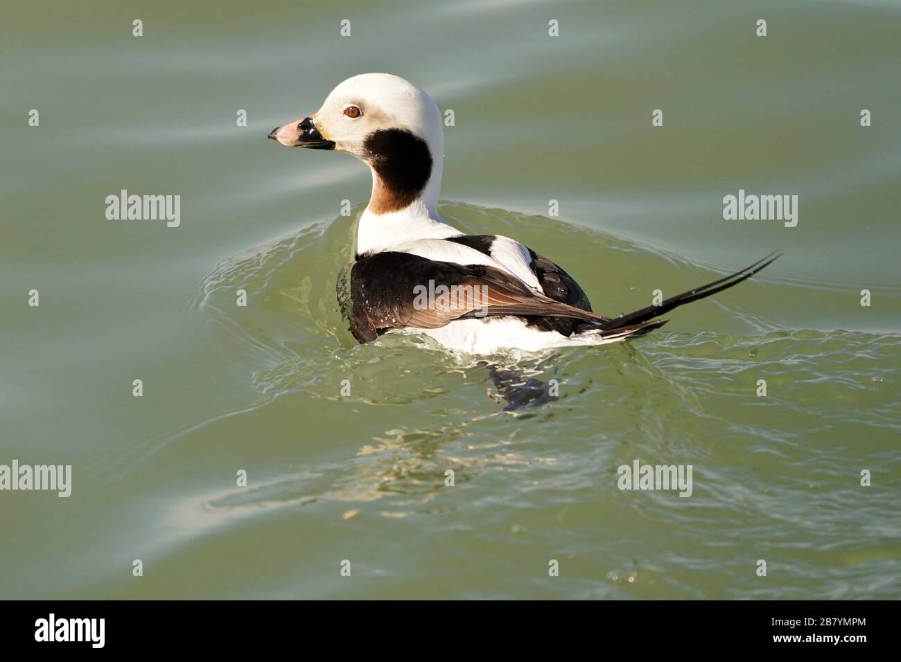 Long Tailed duck swimming Stock Photo - Alamy