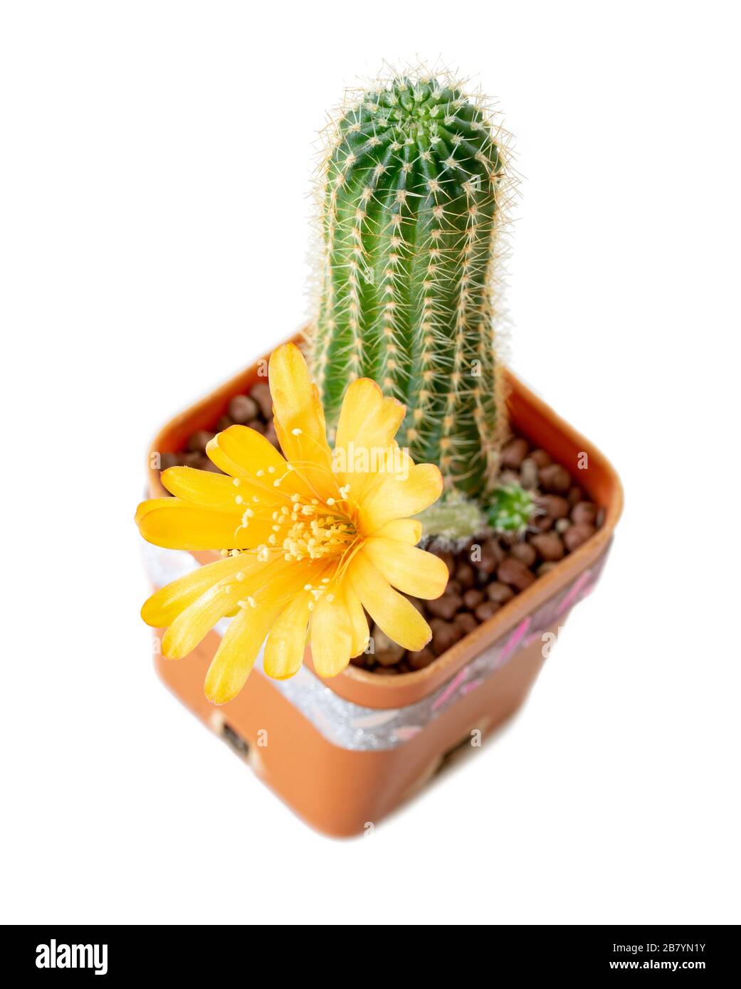 The cactus echinopsis with yellow flower in a pot, isolated on white ...